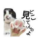 すべては猫次第。ヤツらの熱視線 | LINEスタンプ | NBworks